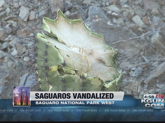 Reward being offered in saguaro slashing case