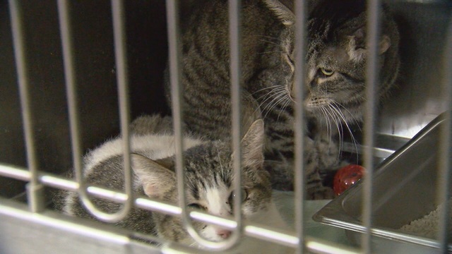 County rescues 57 cats from hoarder - KGUN9.com