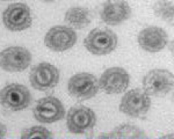 UA researchers get $8.9M to study how viruses attack our bodies - KGUN9.com