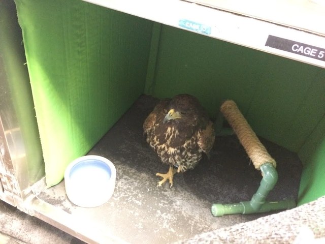 Steel trap breaks hawk’s leg - KGUN9.com